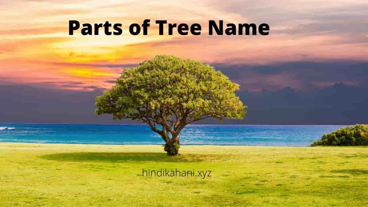 Parts Of Tree Name Hindi Kahani parts-of-tree-name-hindi-kahani
