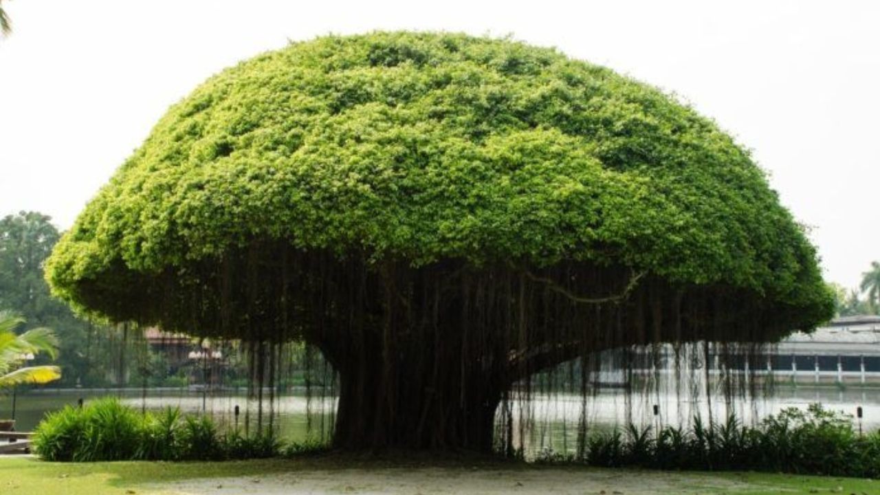 भारत के राष्ट्रीय प्रतीक | National Symbols Of India In Hindi | Hindi ...